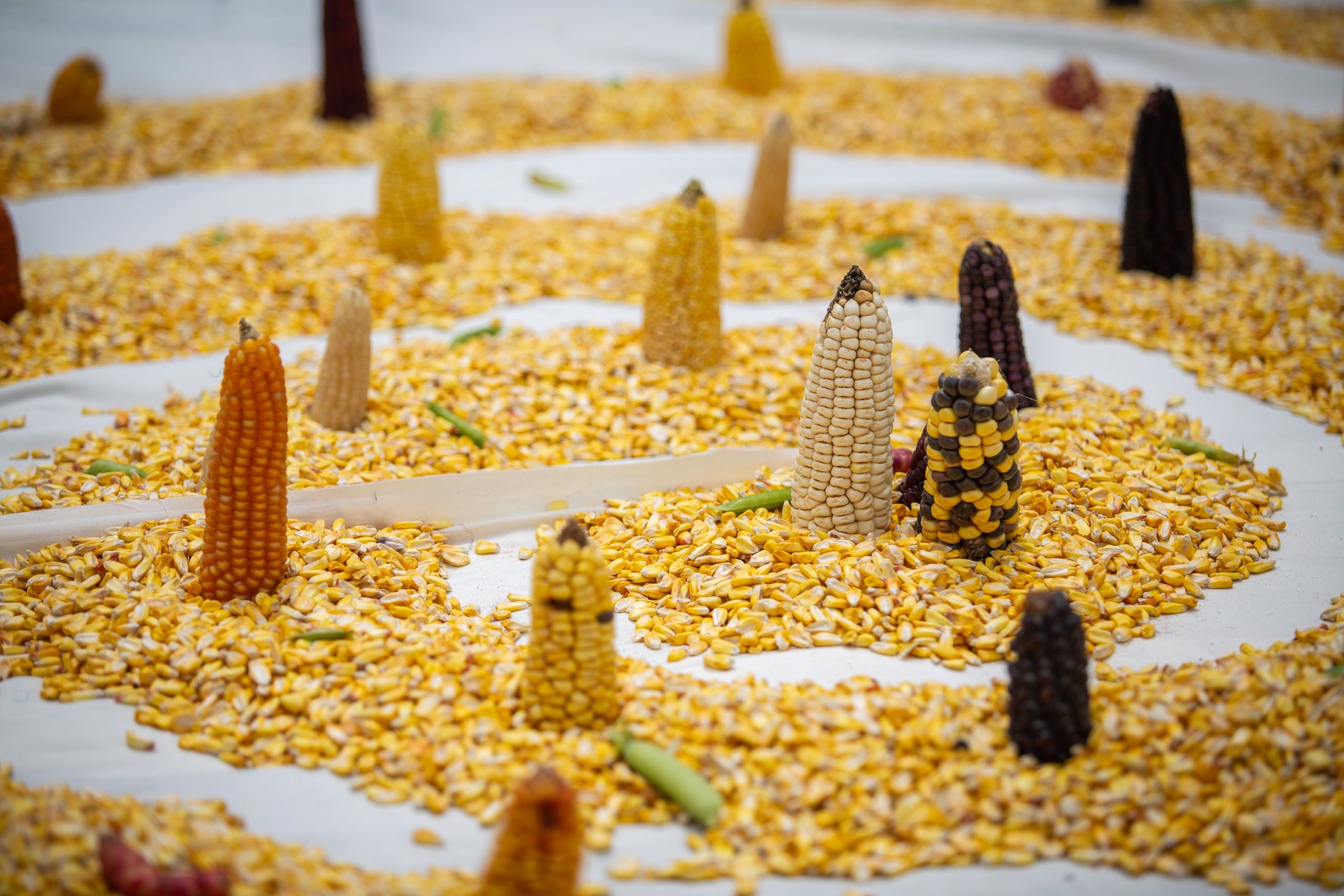 Watunakuy, encariñarse con la semilla - Acción Ecológica